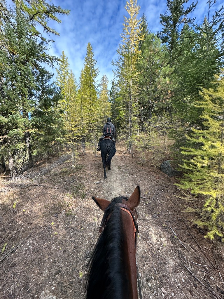 Trail Catalog: Telemark-Eclipse Loop – Moquistang; one little mustang ...