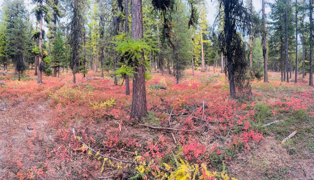 Trail Catalog: Telemark-Eclipse Loop – Moquistang; one little mustang ...