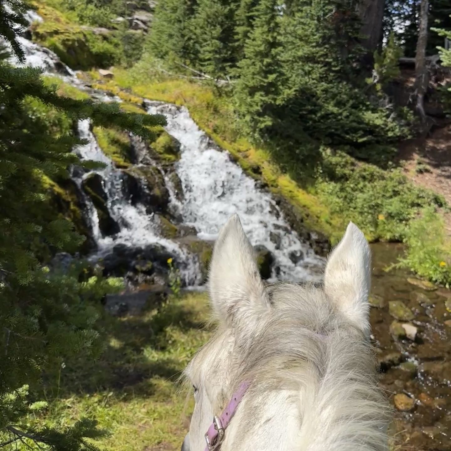 5 Waterfall Trails Open to horses – Moquistang; one little mustang who ...